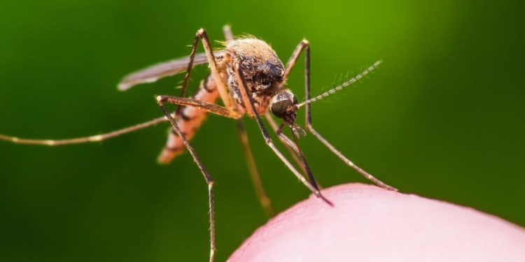 Mosquito-Borne Diseases Are on the Rise, Experts Warn – Foroveta