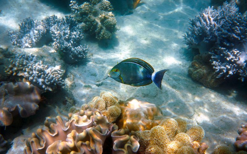 5 Unknown Hazards That Raise a Safety Risk Alert for Fish Populations ...
