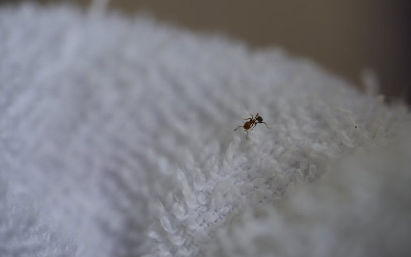 This Diabetic Woman Almost Lost a Leg Because of an Ant Bite – Foroveta